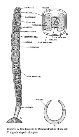 CBSE Notes Class 11 Biology Chapter 3 Plant Kingdom