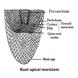 Class 11 Biology Notes – Anatomy of Flowering Plants | CBSE & NCERT ...