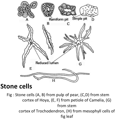 Class 11 Biology Notes – Anatomy of Flowering Plants | CBSE & NCERT ...