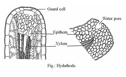 Class 11 Biology Notes – Anatomy of Flowering Plants | CBSE & NCERT ...