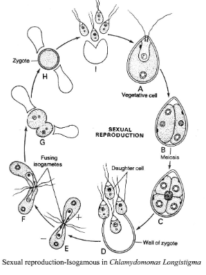 CBSE Notes Class 11 Biology Chapter 3 Plant Kingdom