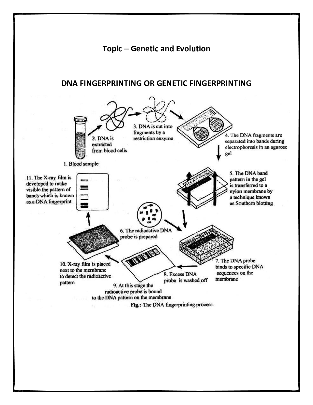 Genetics and Evolution | Mind Map - Download PDF