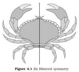 Animal Kingdom Its Classification & Levels of Organisation