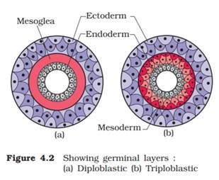 Animal Kingdom Its Classification & Levels of Organisation