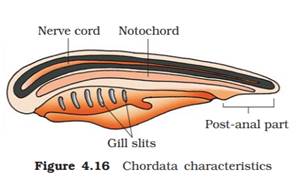 Animal Kingdom Its Classification & Levels of Organisation