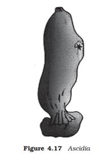 Animal Kingdom Its Classification & Levels of Organisation