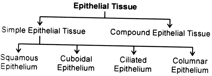 Animal Tissues | Types & Functions